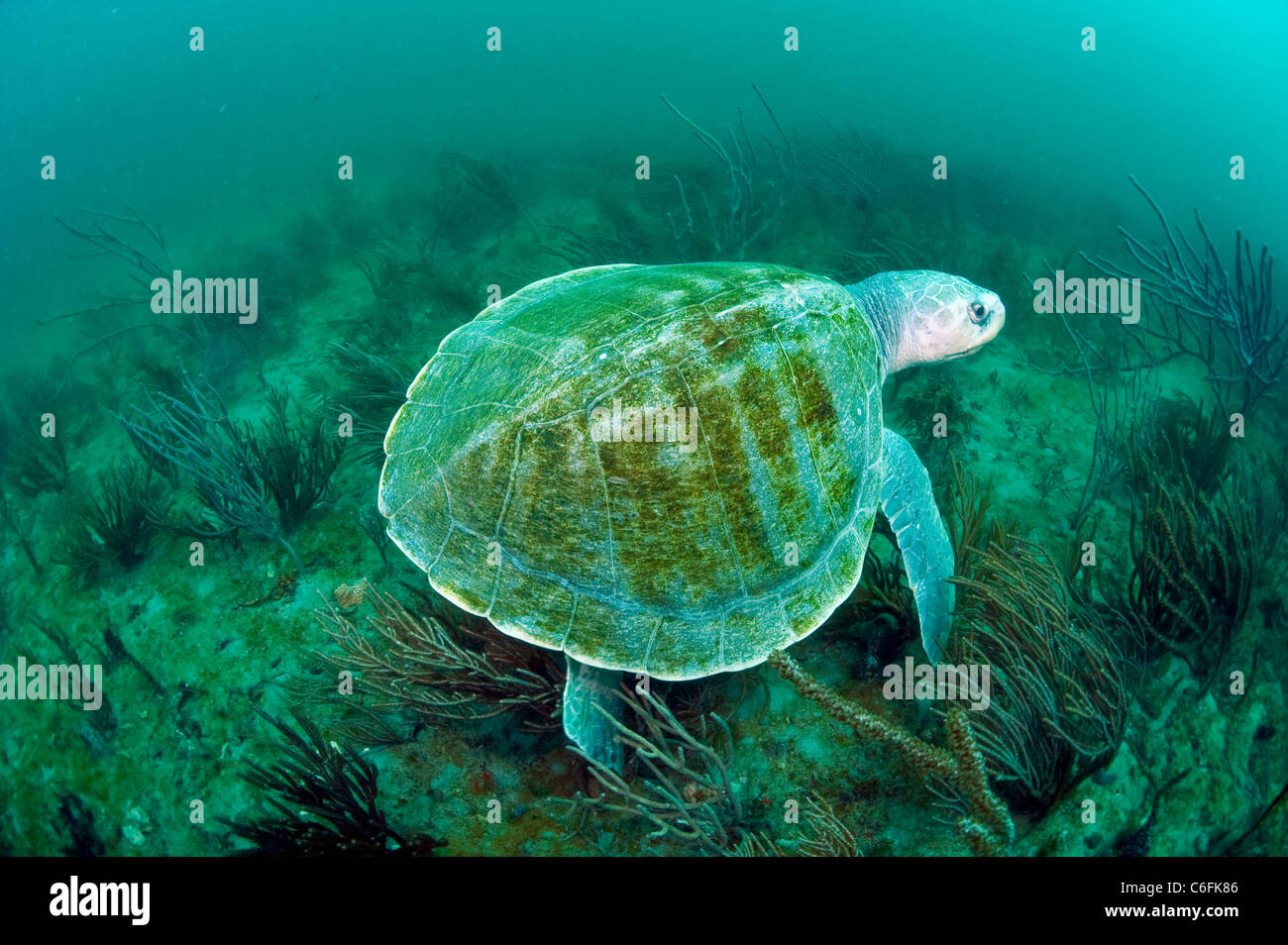 Kemp's Ridley Sea Turtle, Lepidochelys kempii, swims over a coral reef ...