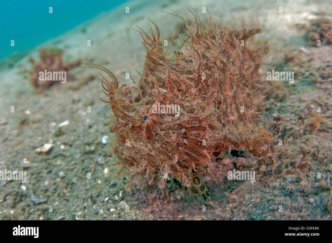A Striated Frogfish, Antennarius striatus, walks along the bottom of ...