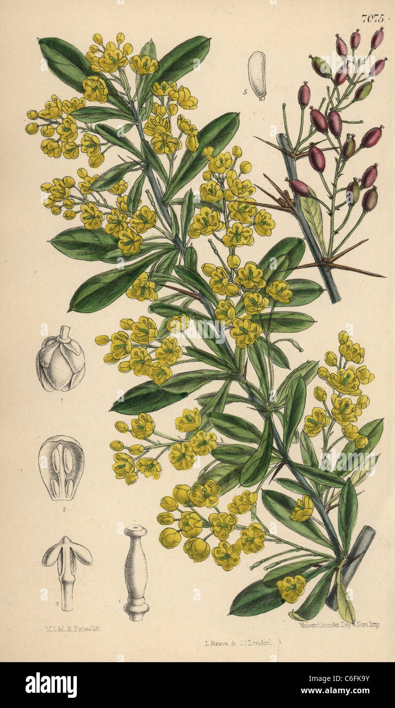 Berberis lycium, yellow flowered barberry shrub from the western ...