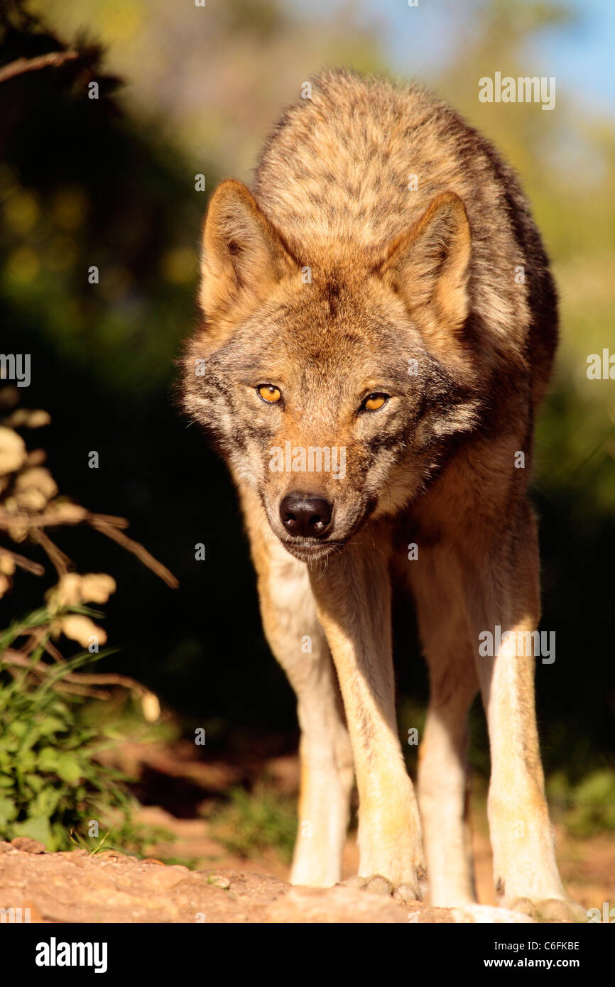 lobo iberico desafiante Stock Photo - Alamy