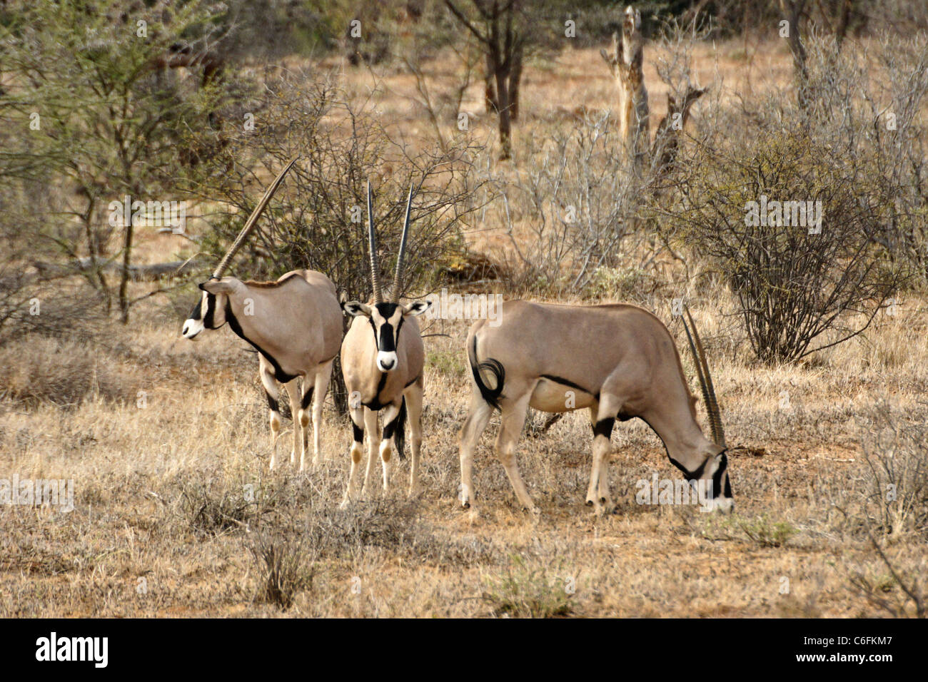 East African oryx (common beisa oryx), Samburu Game Reserve, Kenya ...