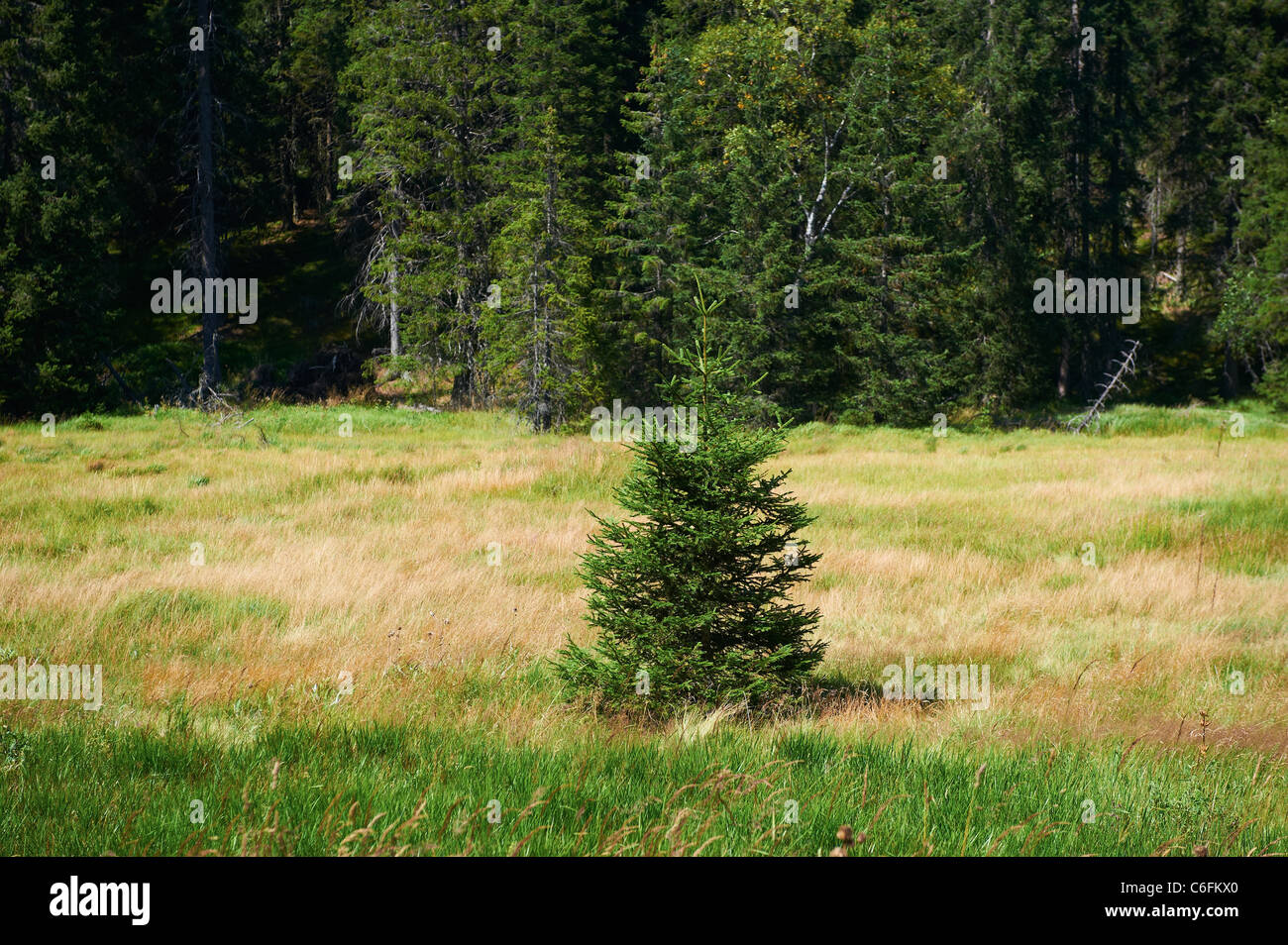 The Bohemian Forest mountain range, Sumava National Park, Böhmerwald ...