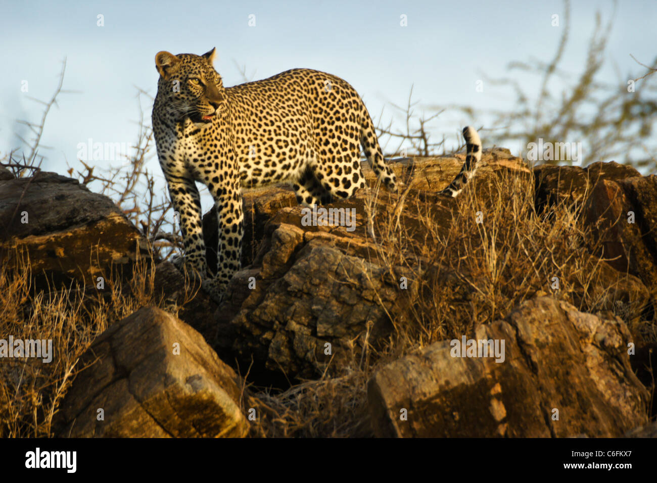 Leopard on rocky outcrop, Samburu Game Reserve, Kenya Stock Photo - Alamy