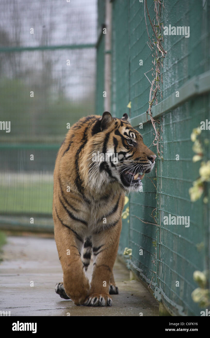 Portrait of a tiger in captivity Stock Photo - Alamy