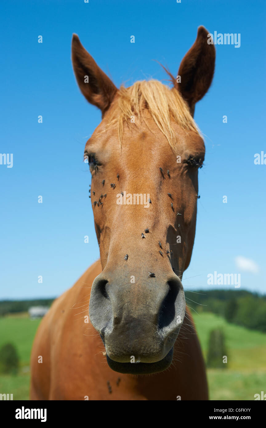 Portrait of horse outdoors Stock Photo - Alamy