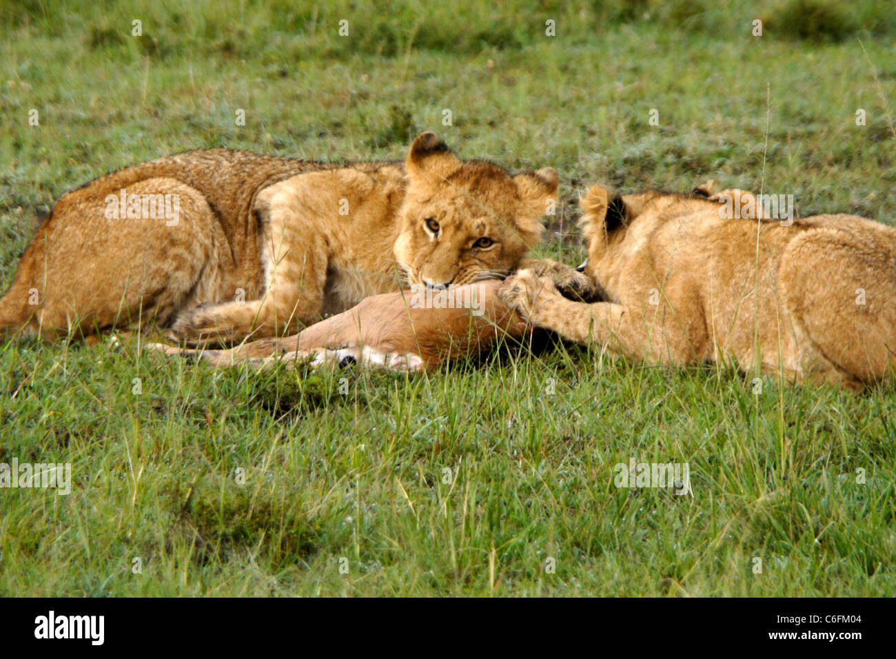 Dead lion cub hi-res stock photography and images - Alamy