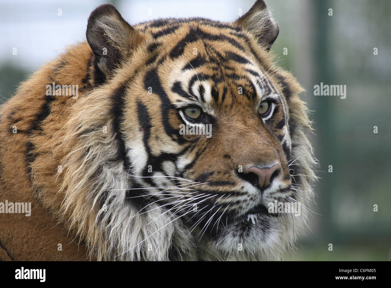 Tiger Wildlife Heritage Foundation In High Resolution Stock Photography ...