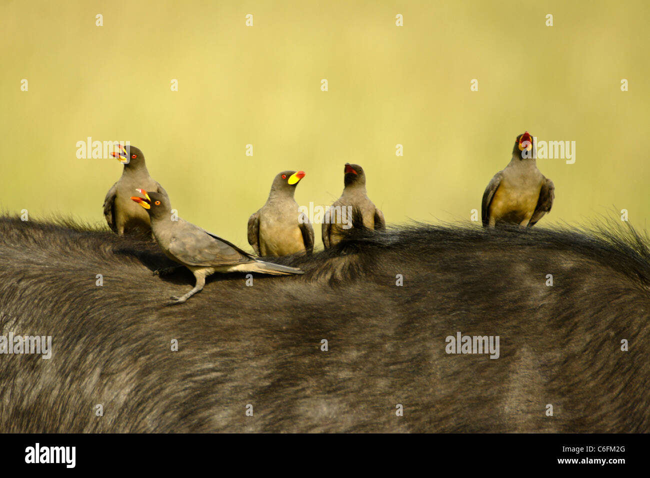 East african birds feeding insects hi-res stock photography and images ...