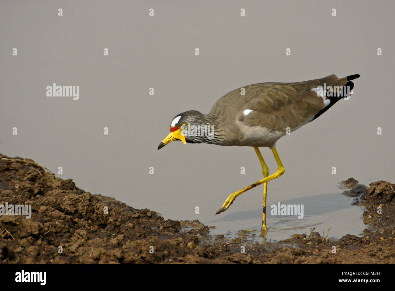 Wattled plover (lapwing) walking in puddle, Masai Mara, Kenya Stock ...