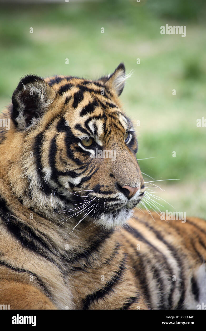 A tiger at Wildlife Heritage Center, Kent, UK Stock Photo - Alamy