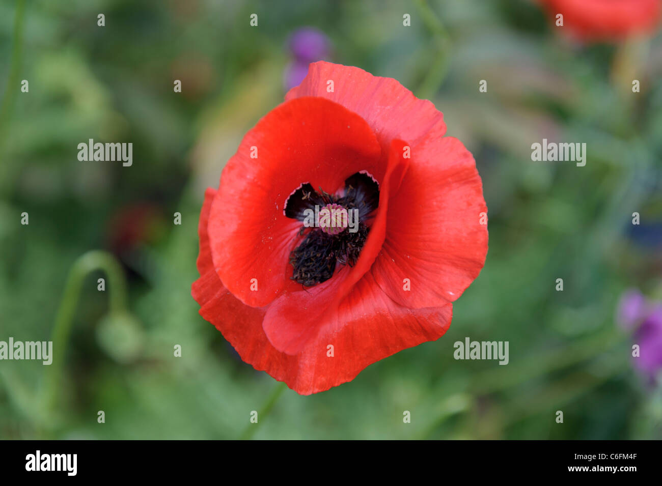 Red Poppy flower Stock Photo - Alamy