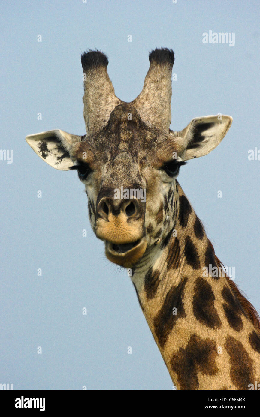 Laughing Giraffe Toy