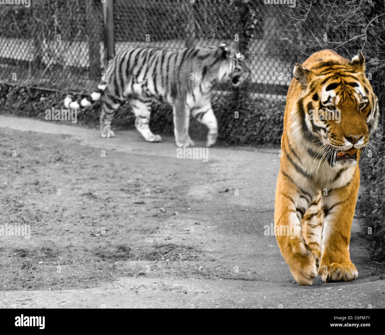 Siberian Tiger walking towards you. View from the front. Close up ...