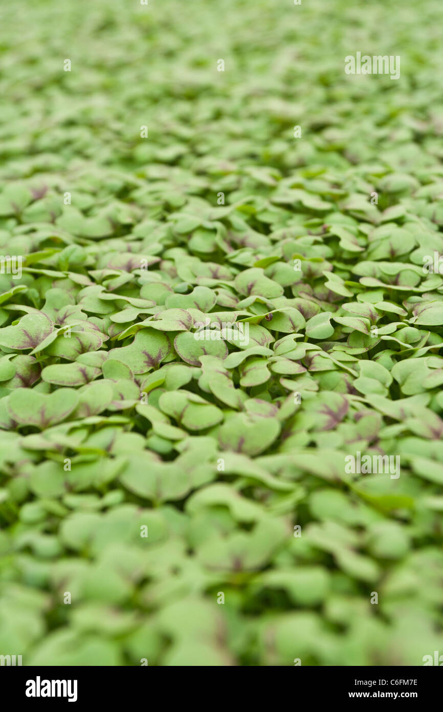 Mustard Cress growing in a greenhouse Stock Photo - Alamy