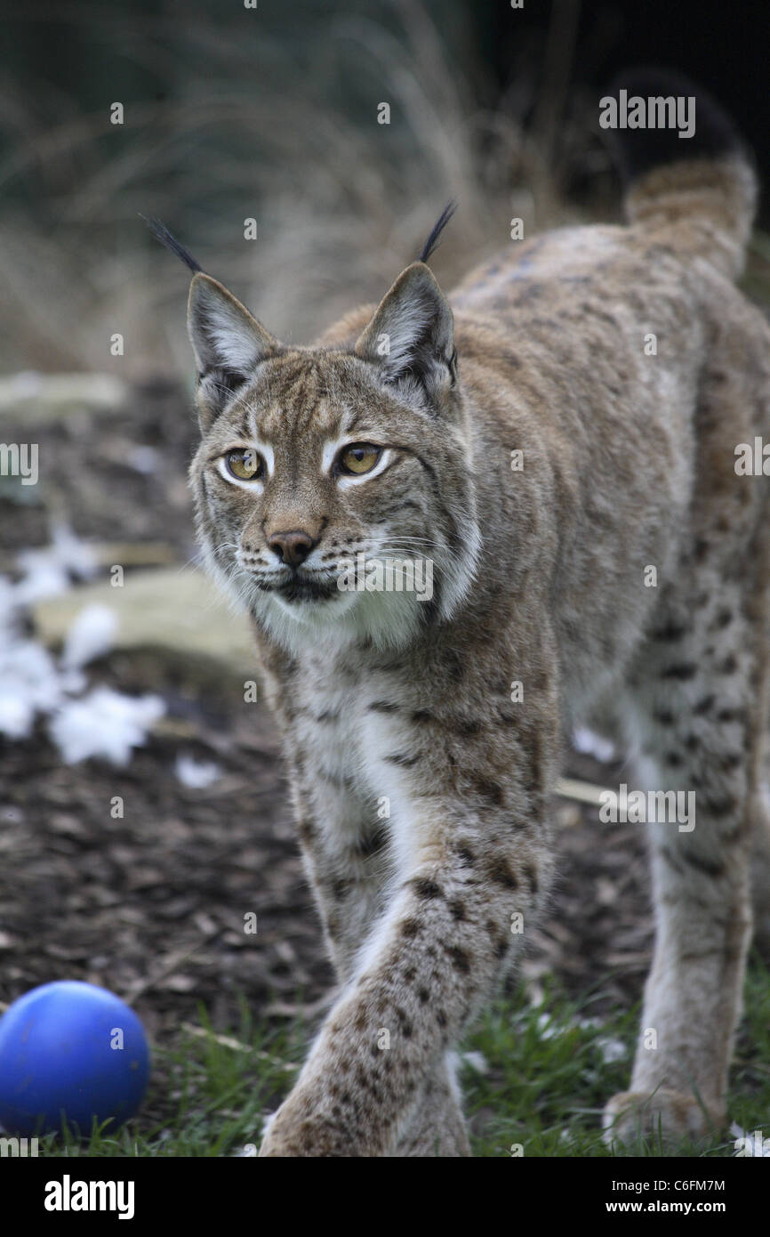 Eurasian lynx at World Heritage Center, UK Stock Photo - Alamy