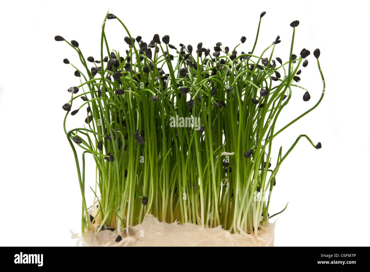 Rock Chives cress ready to eat Stock Photo - Alamy