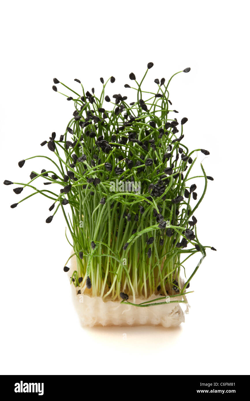 Micro herb chive hi-res stock photography and images - Alamy