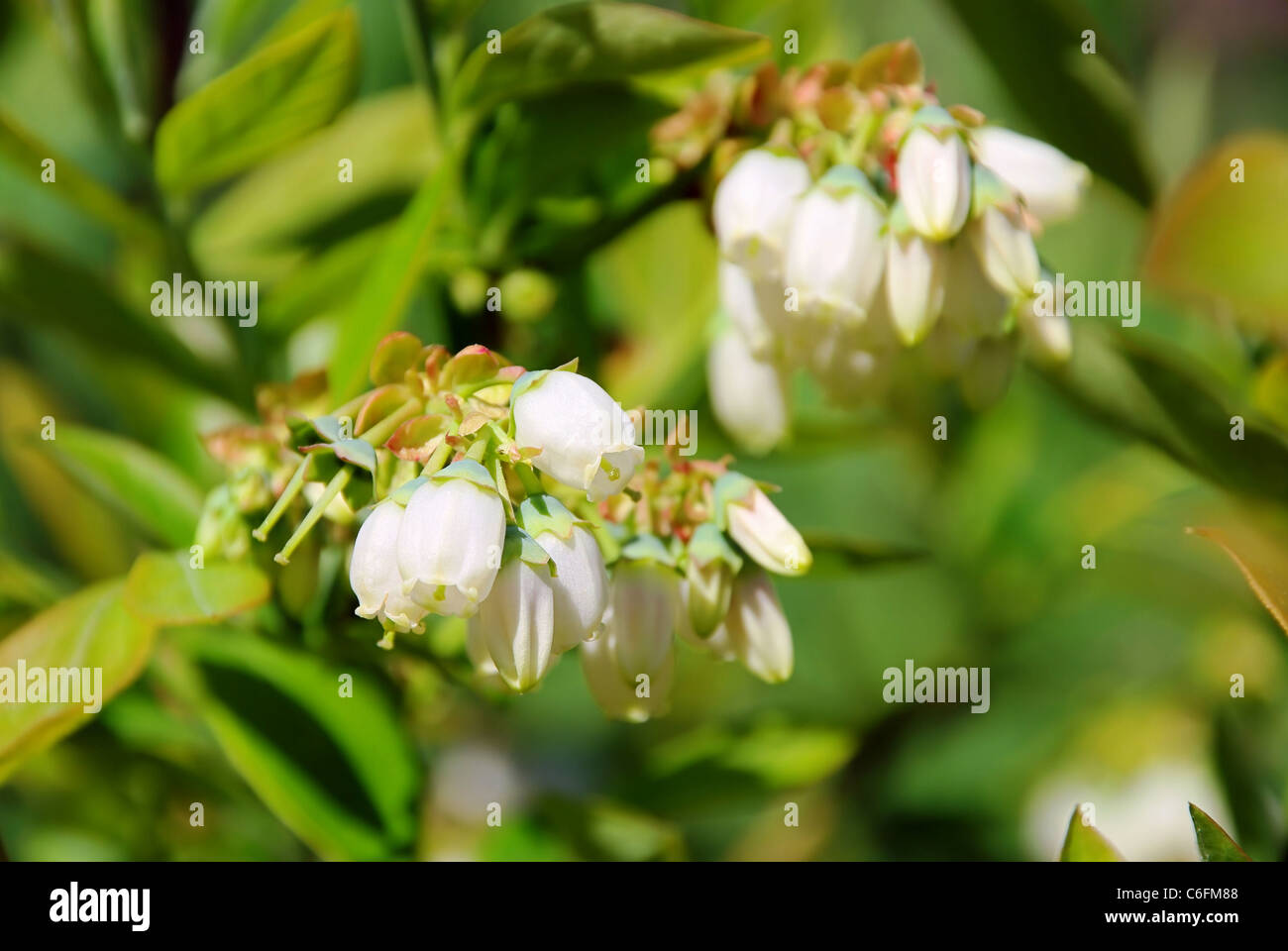 Bilberry blueberry heidelbeere blaubeere hi-res stock photography and ...