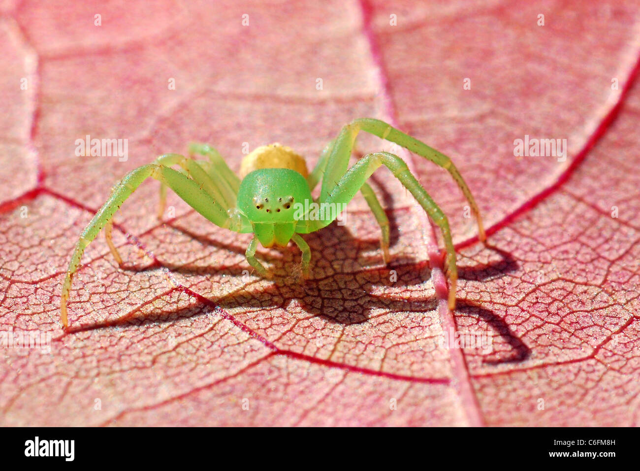 Green Flower spider, Diaea prasina Stock Photo - Alamy