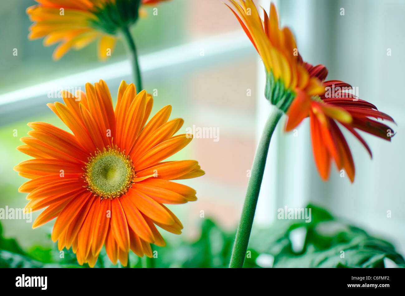 Orange Flower by a window Stock Photo - Alamy