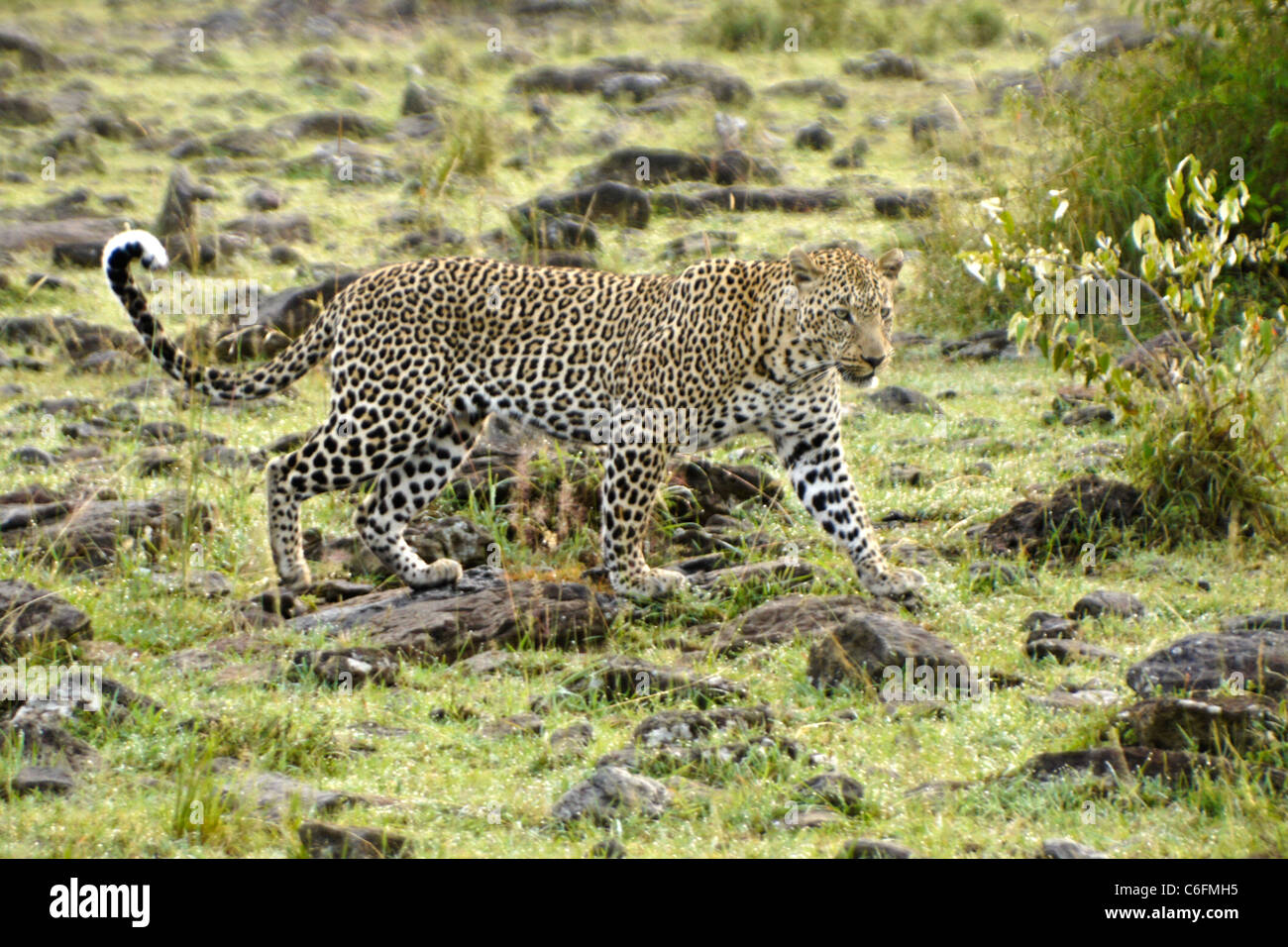 Male leopard walking across rocky terrain, Masai Mara, Kenya Stock ...