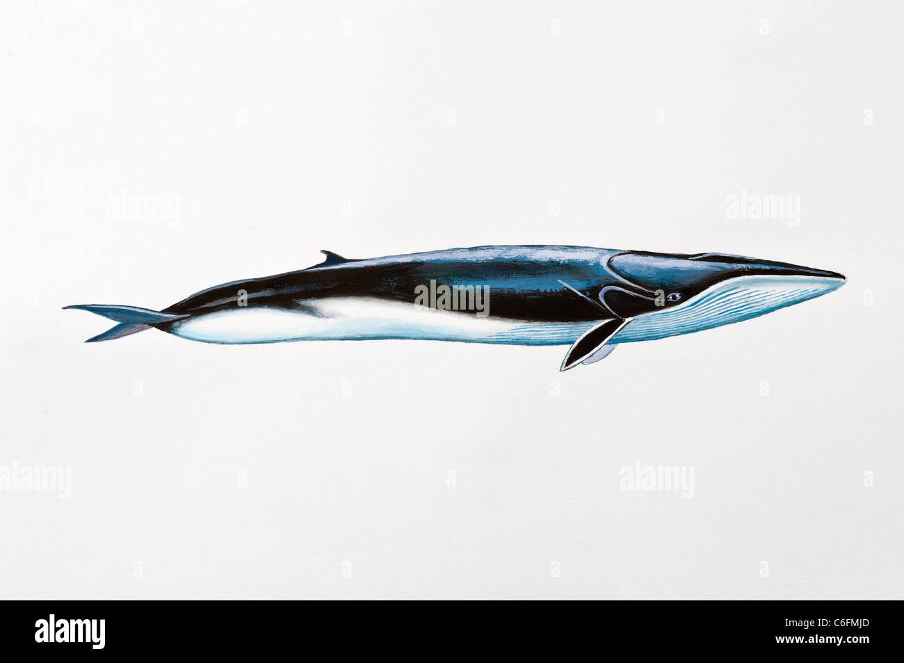 Fin Whales, Balaenoptera physalus, Mammalia, Cetacea, Balaenopteridae Stock Photo - Alamy