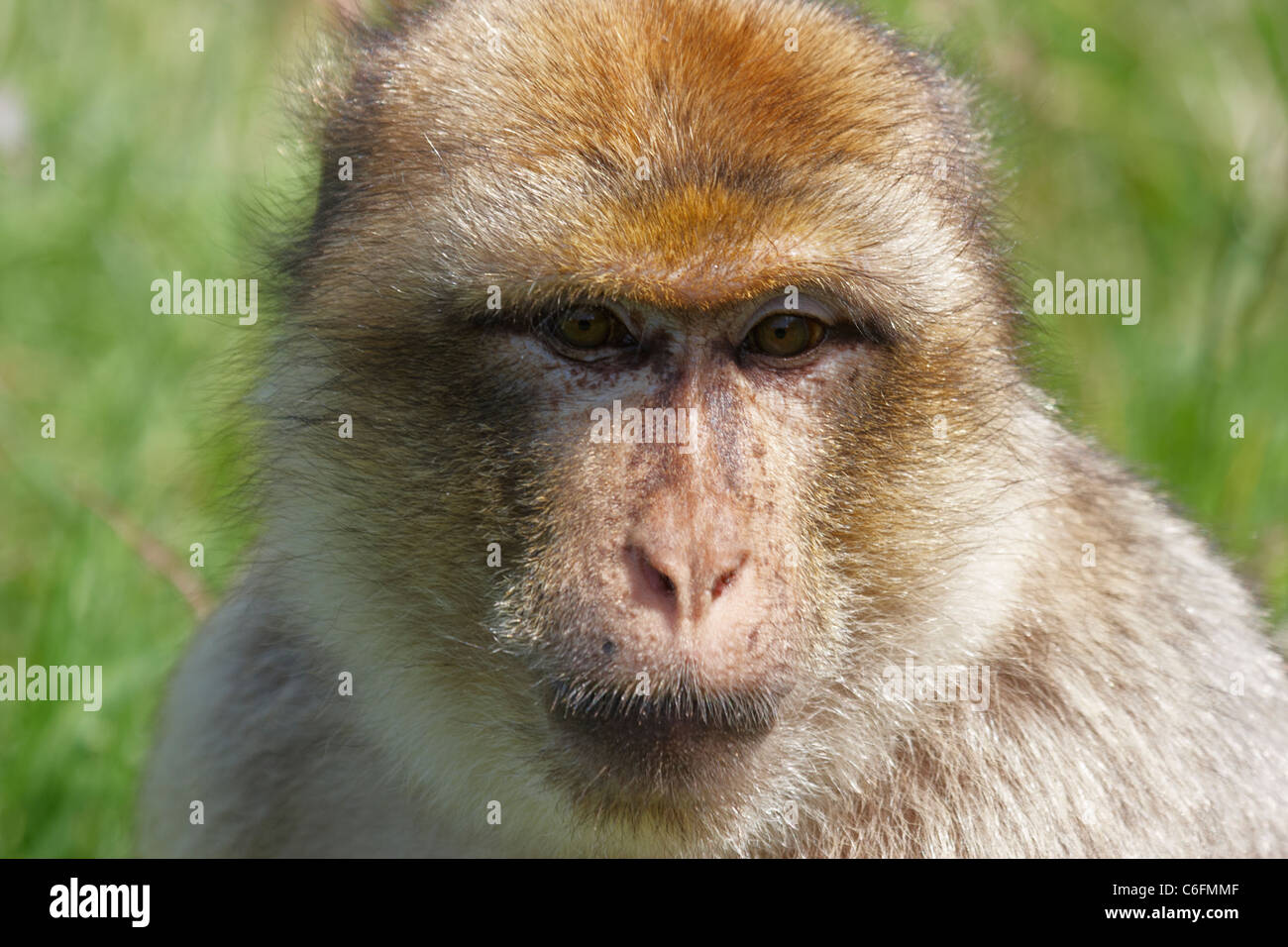 A close up of a female Barbary Macaque's face Stock Photo - Alamy
