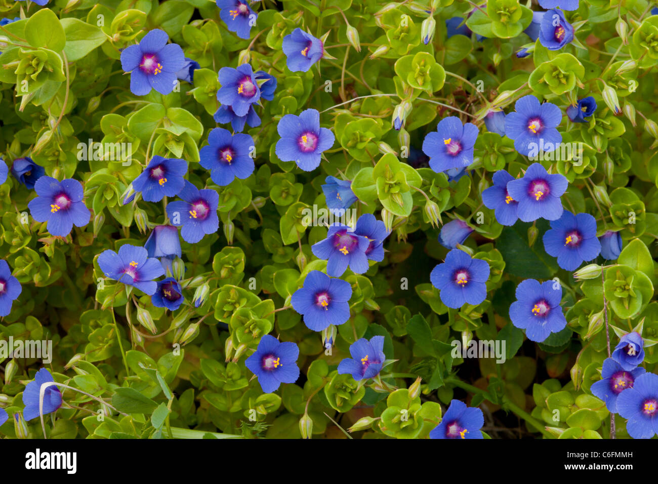 Blue Pimpernel, Anagallis arvensis ssp. foemina in masses, Lesvos ...