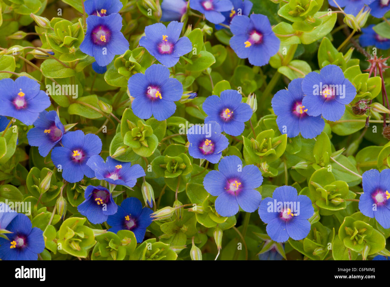 Anagallis arvensis ssp foemina hi-res stock photography and images - Alamy