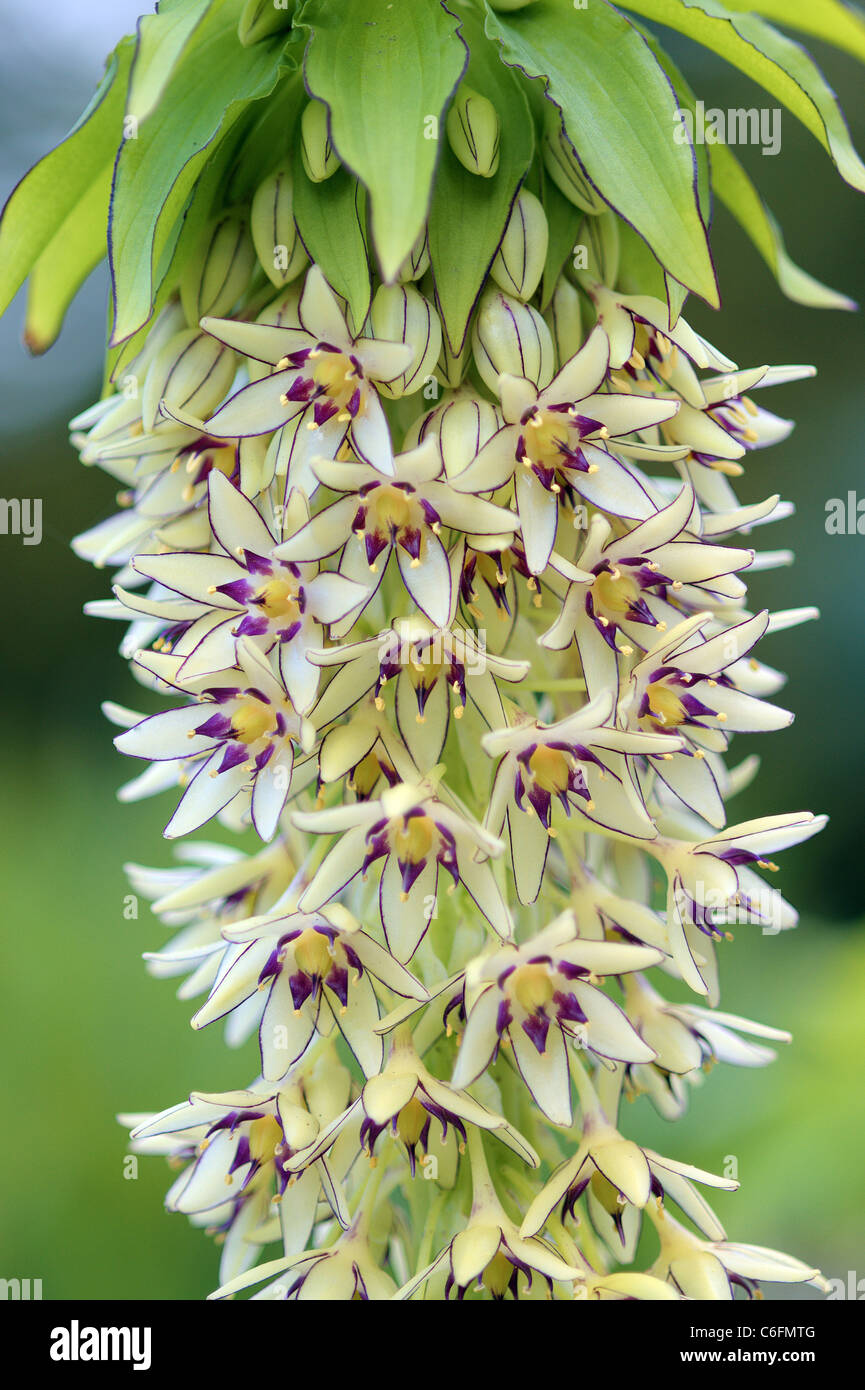 Pineapple lily hi-res stock photography and images - Alamy