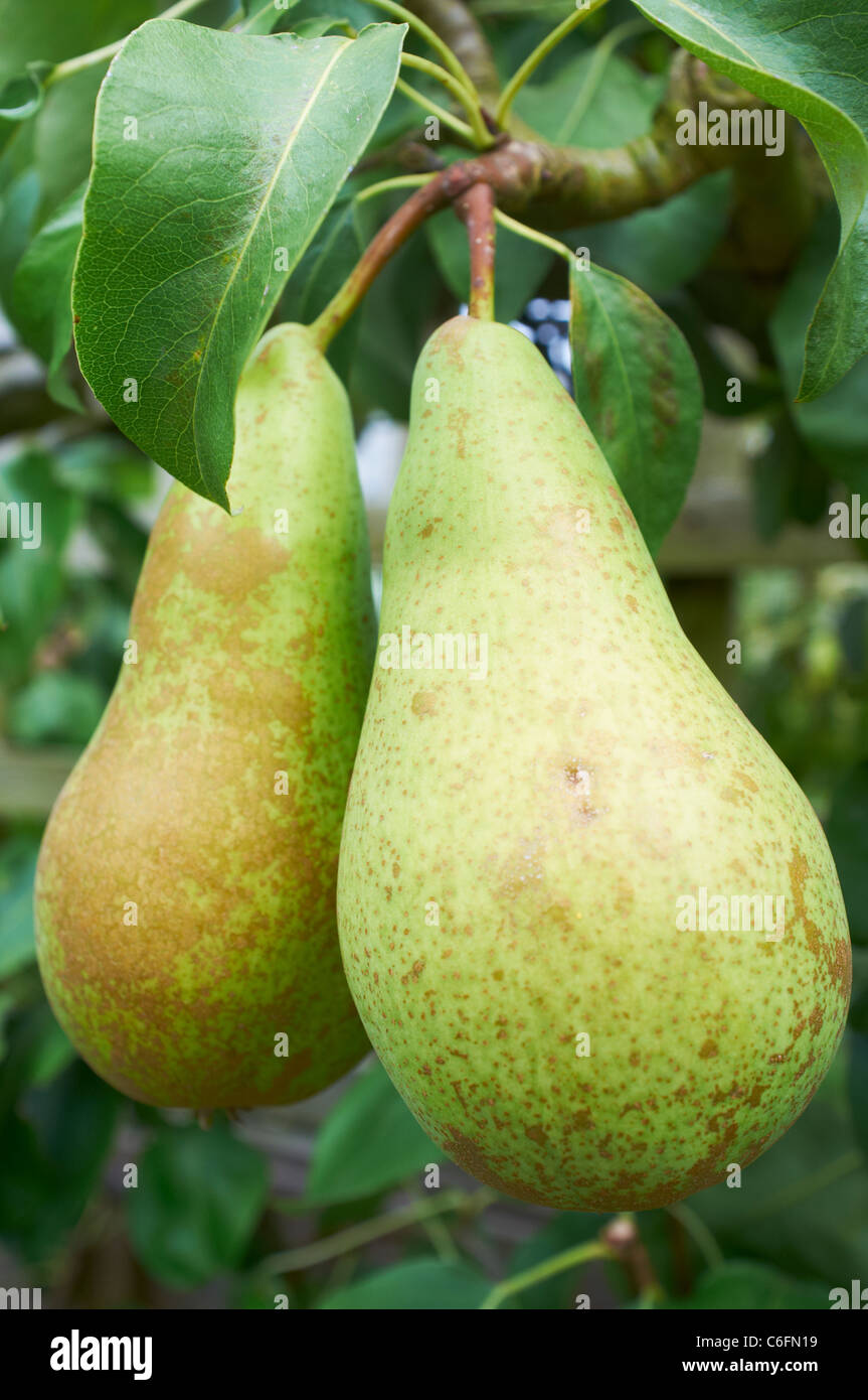 Conference pear tree hi-res stock photography and images - Alamy
