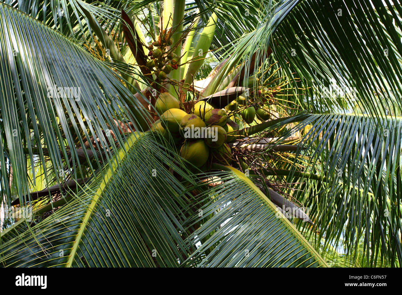 Green Palm Forest in Colombian Island Stock Photo - Alamy