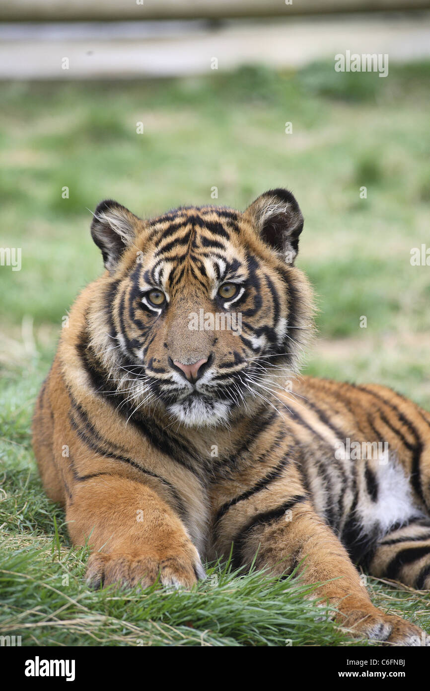 Tiger Wildlife Heritage Foundation In High Resolution Stock Photography ...