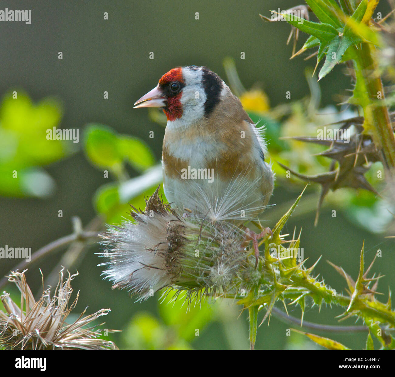 Goldfinch and thistle hi-res stock photography and images - Alamy