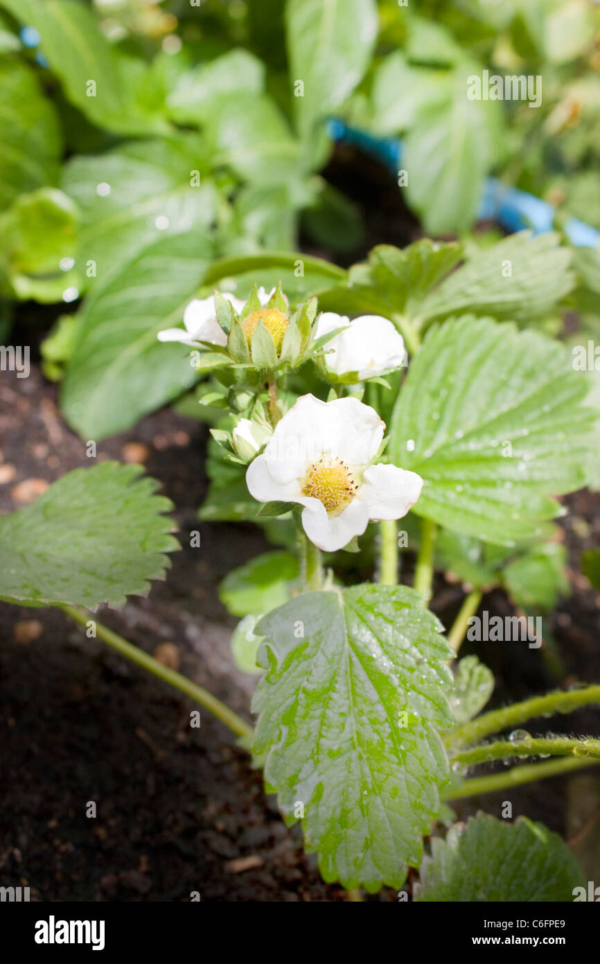 strawberry flower plant outside in the summer sun Stock Photo - Alamy