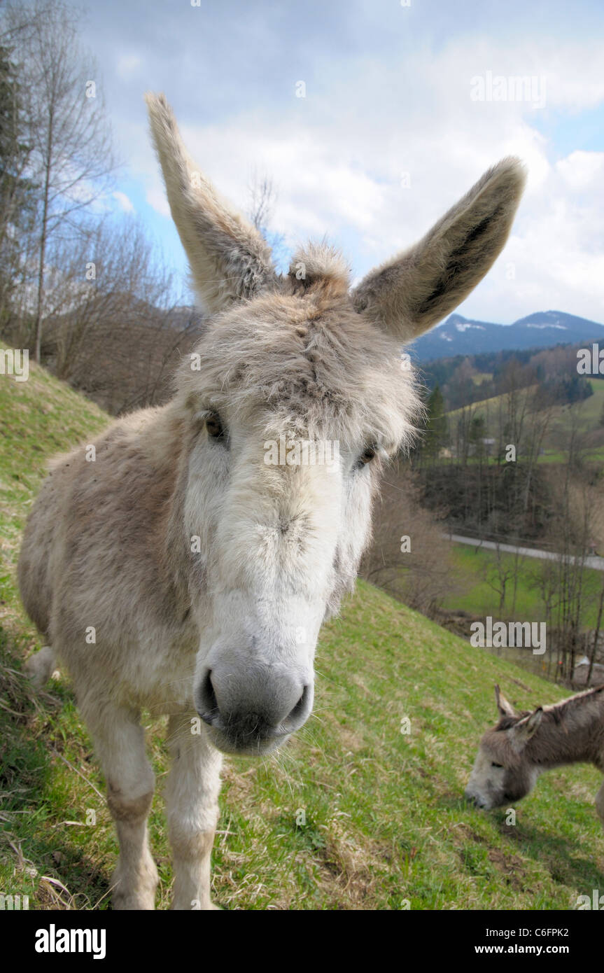Wilily hi-res stock photography and images - Alamy