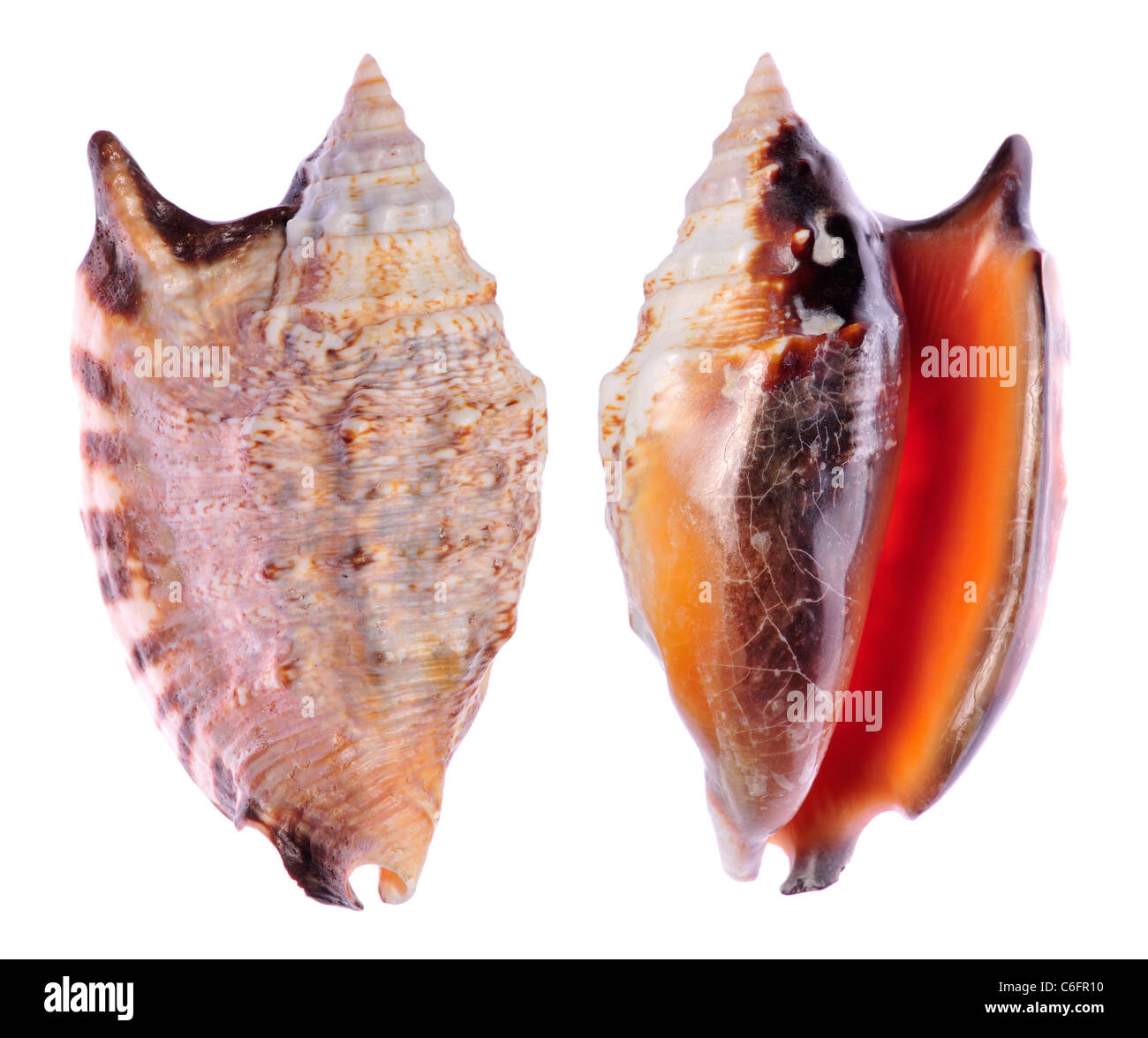 Conch Shell Strombus Stock Photos & Conch Shell Strombus Stock Images ...