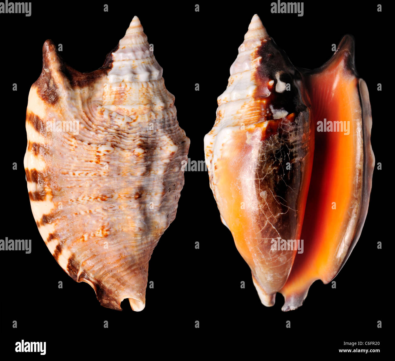 Strombus hi-res stock photography and images - Alamy