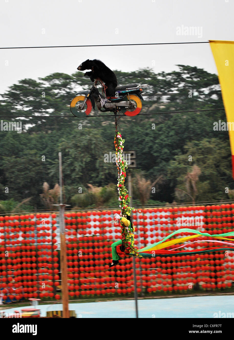 A high-wire act for the bears This bear is out to prove he's not afraid ...