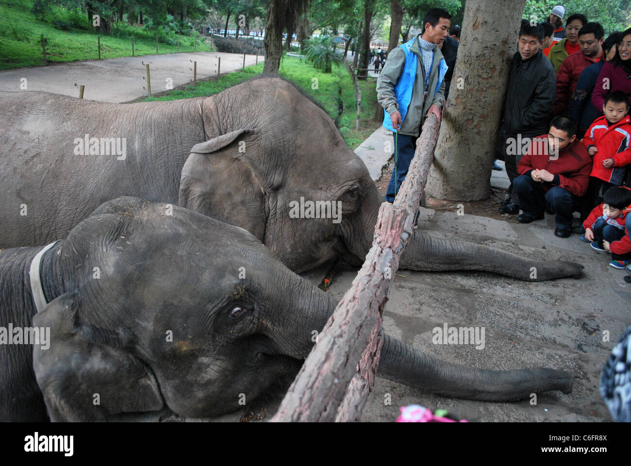 ELEPHANT OF AN APPETITE These hungry elephants are looking for a hand ...