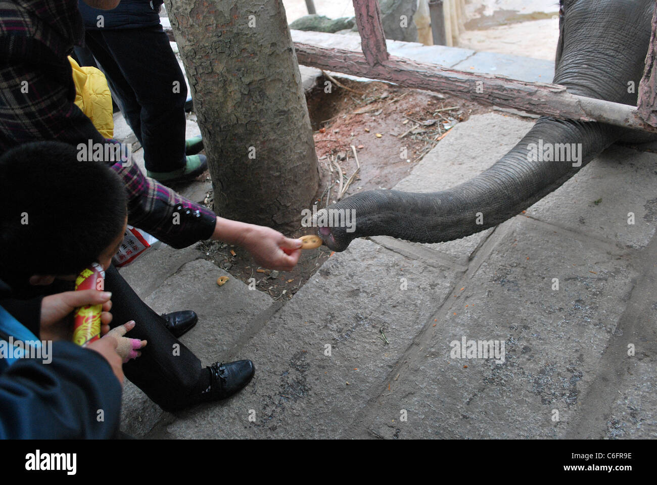 Hungry elephants hi-res stock photography and images - Alamy