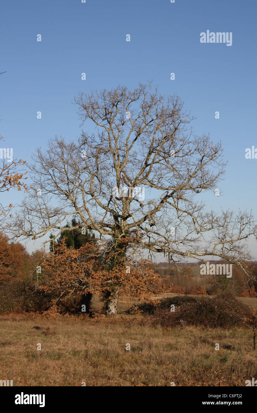 Oak tree, Quercus Robur, late autumn Stock Photo - Alamy