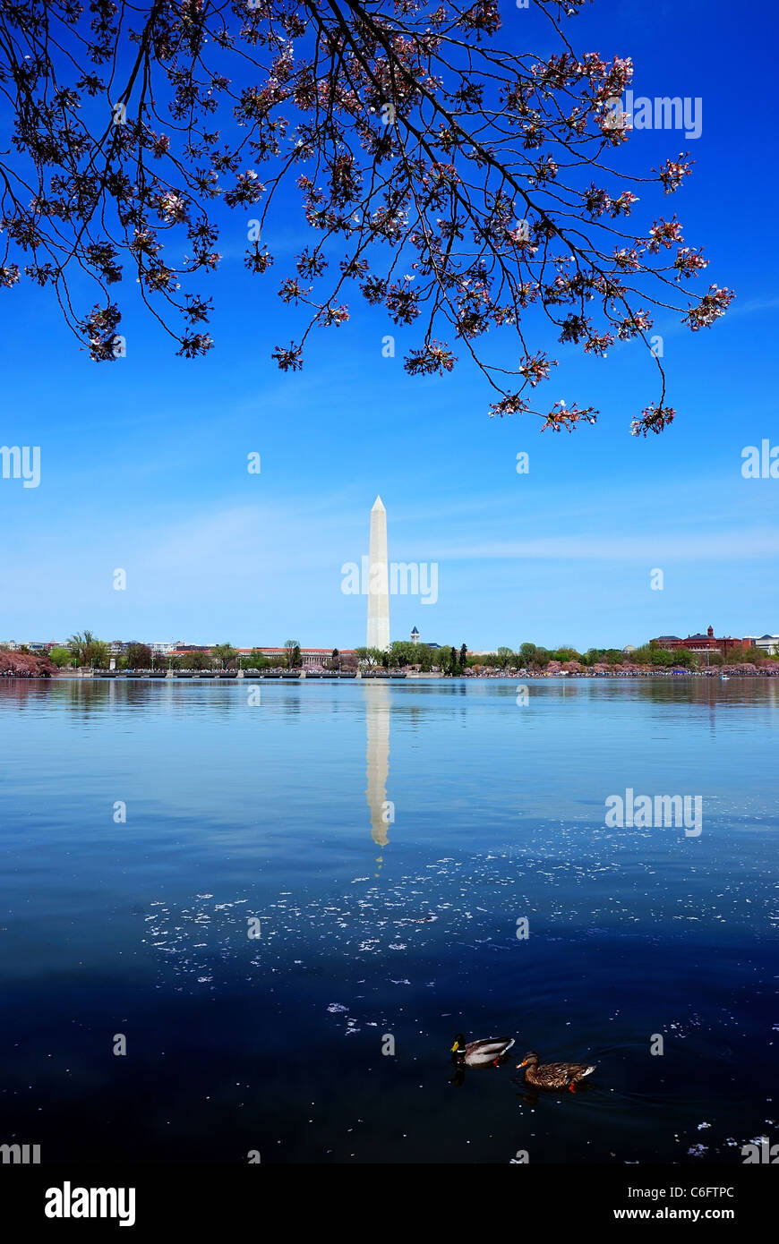 Washington DC cherry blossom over lake Stock Photo - Alamy