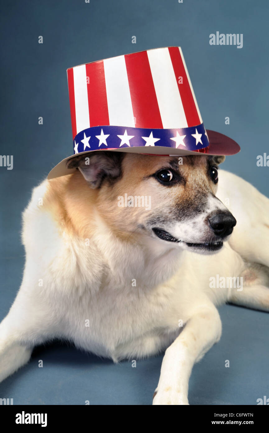 Uncle Sam Dog Stock Photo - Alamy