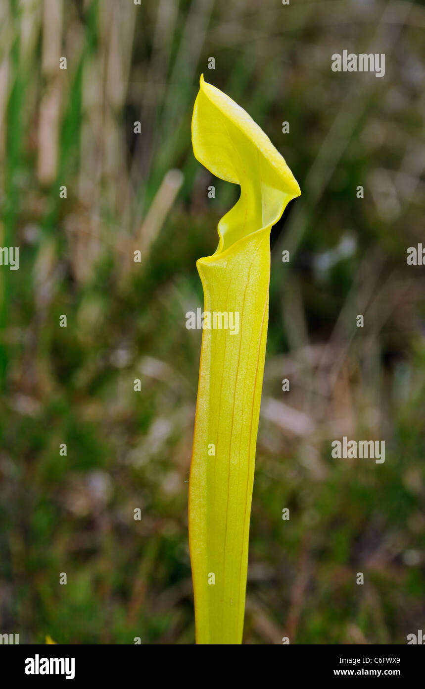 Yellow Pitcher Plant or Yellow Trumpet - Sarracenia flava Carnivorous ...
