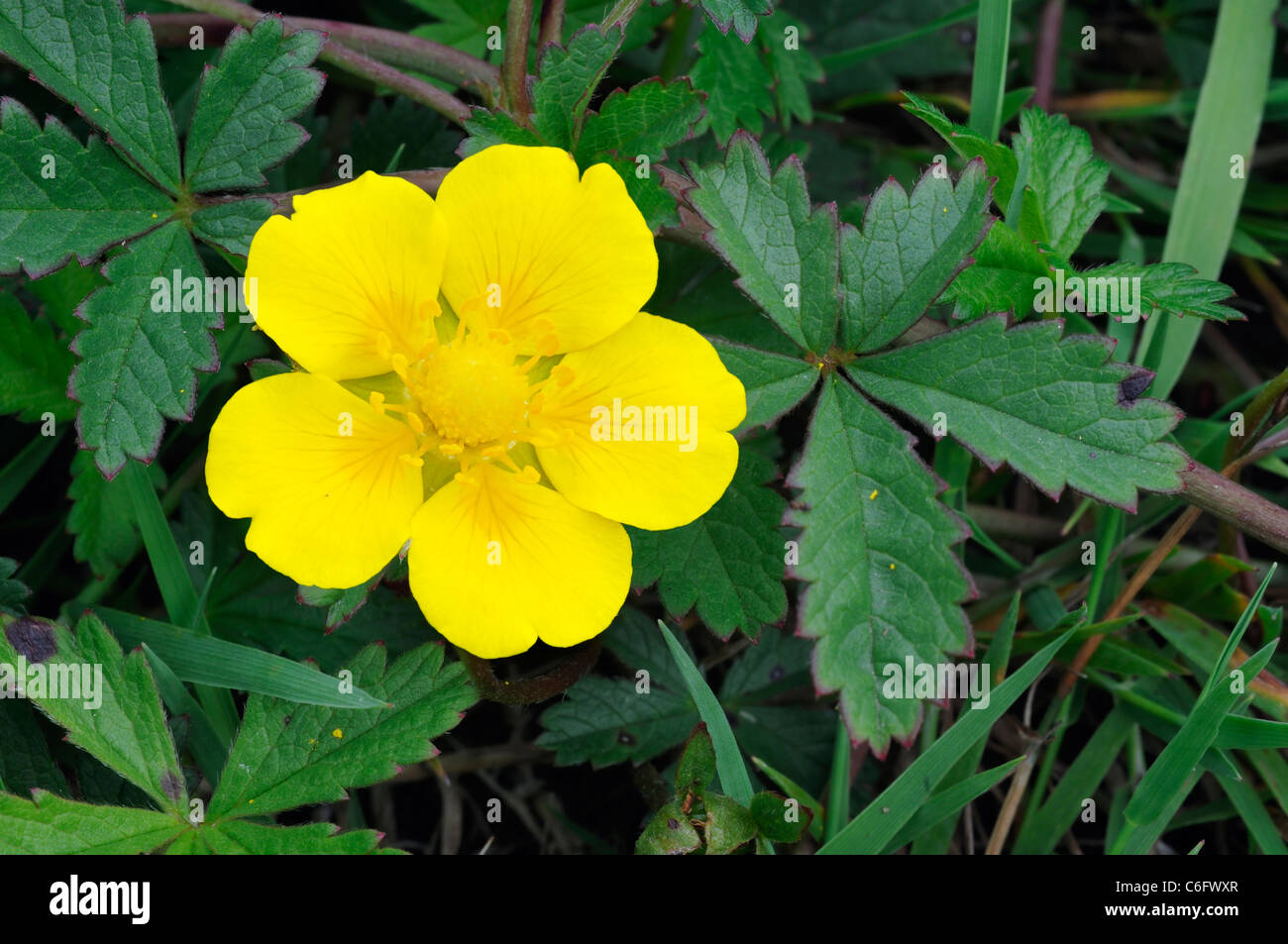 Creeping Cinquefoil - Potentilla reptans Single flower and leaves Stock ...