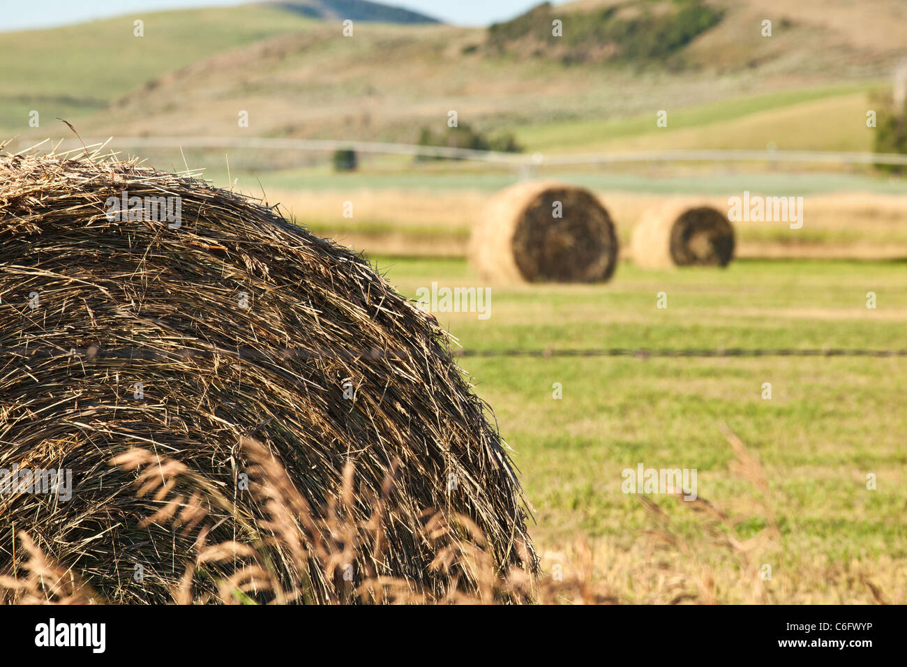 Round grass bails on a farm in Idaho Stock Photo - Alamy