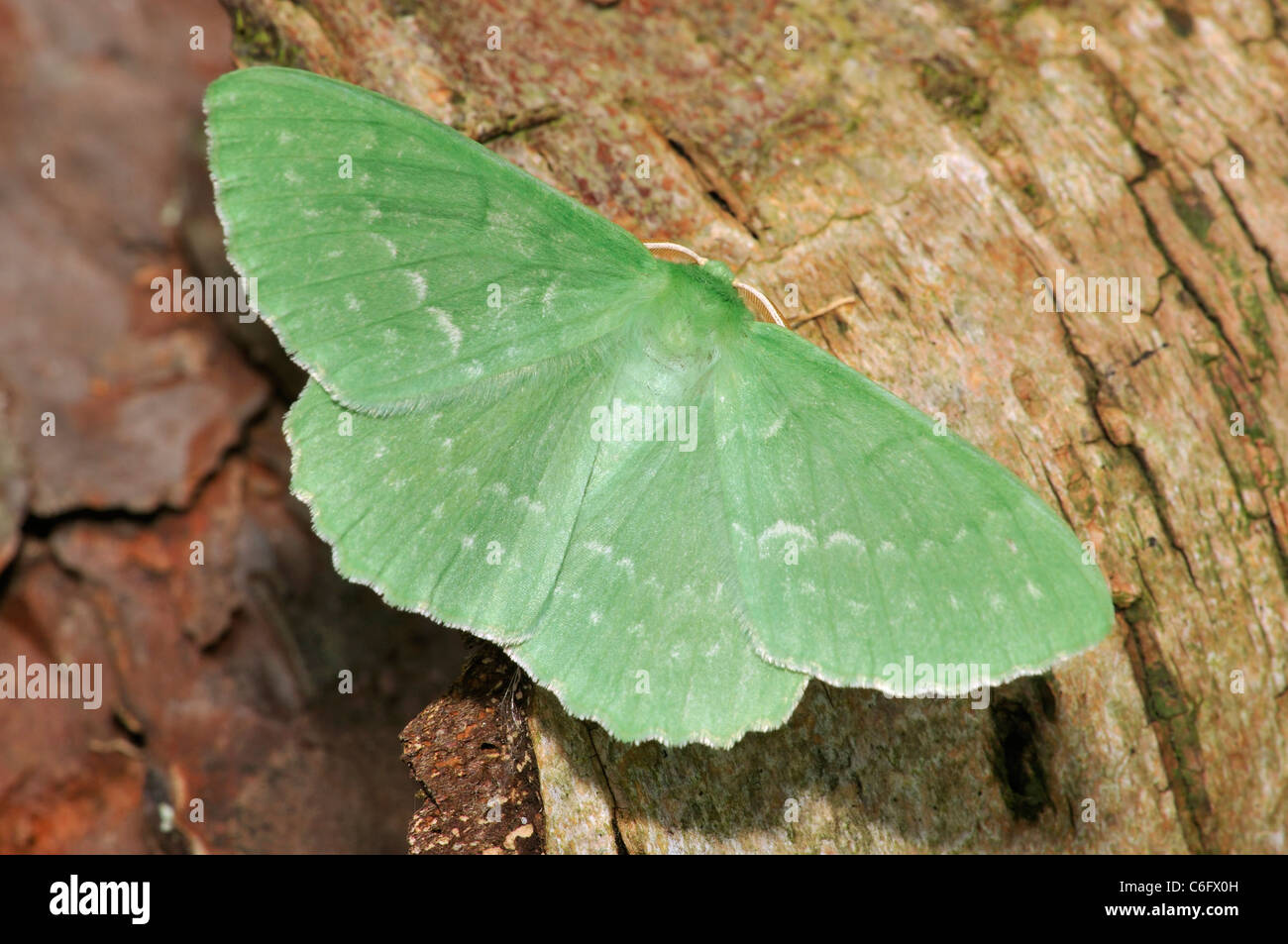 Large Emerald Moth - Geometra papilionaria Stock Photo - Alamy