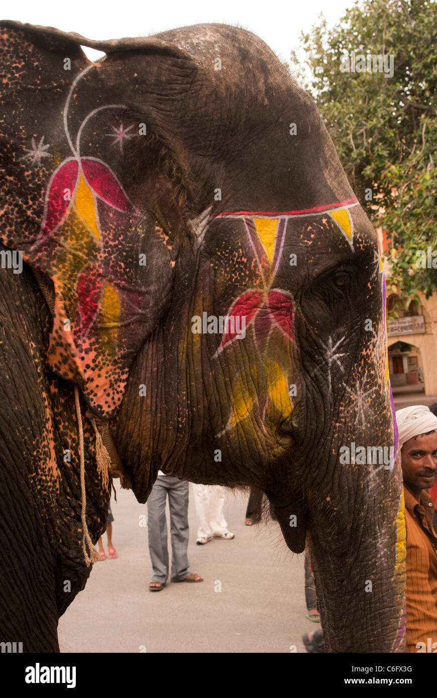 Indian Elephant, Teej Festival, Jaipur India Stock Photo - Alamy