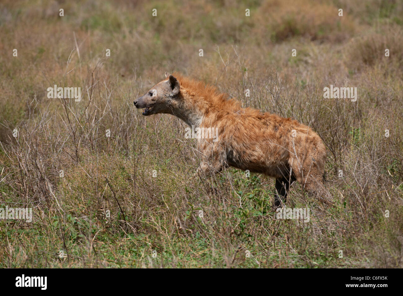 running Spotted Hyena, Crocuta crocuta, Serengeti, Tanzania, Africa ...